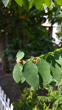 Mengenal Lebih Dekat Dengan Pohon/Daun Katuk