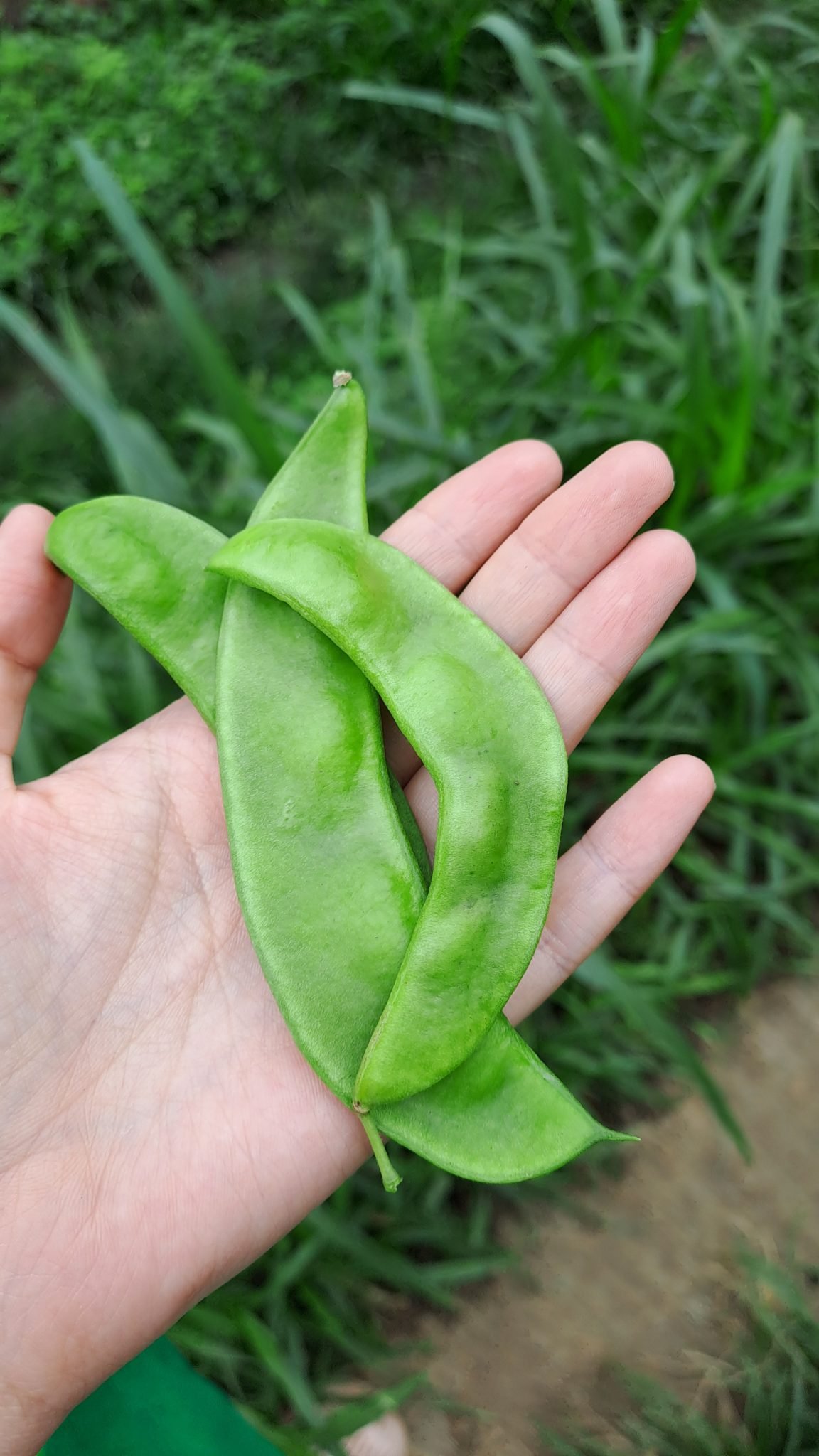Kacang Roay Katopes: Lalapan Tradisional yang Penuh Gizi